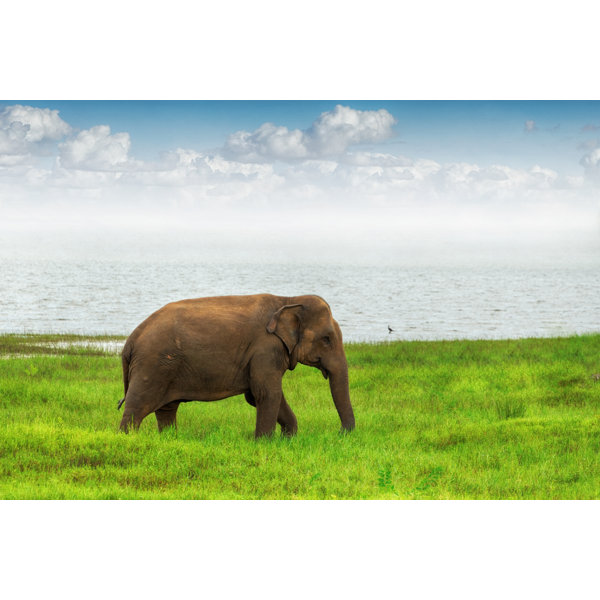 17 Stories Einsamer Elefant - Kunstdrucke auf Leinwand | Wayfair.de